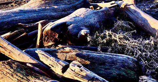 Messages from Sea & Cedar with Joanna Powell Colbert | Substack