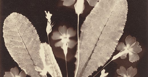 jaguatirica de coleira | Camila von Holdefer | Substack