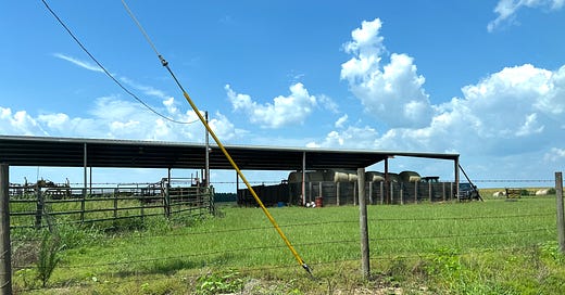 Young Money by Jack Raines | Substack