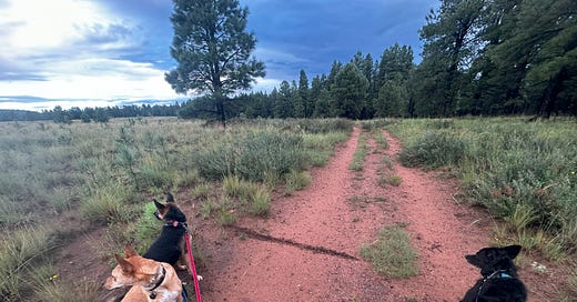 UnRambling | Sean Openshaw | Substack