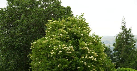 Wild Way: Gardening with Wildlife by Jack Wallington | Substack