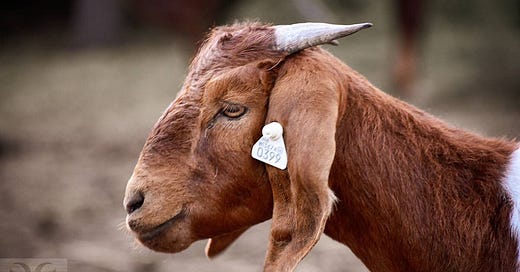 The Goat Barn | Amanda Pieper | Substack