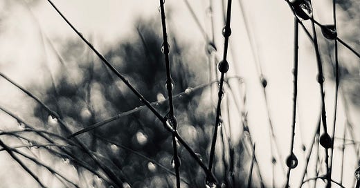 FLOW : Letters from the moss | Michela Griffith | Substack