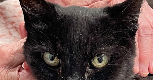 Budd Davisson: Thinking Out Loud | Substack