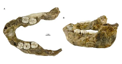 A New Face in the Hominin Family Tree: Meet Paranthropus capensis, the ...