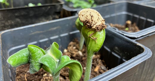 On the Commons | Antonia Malchik | Substack