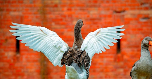 Boring Money | Shreedhar Manek | Substack