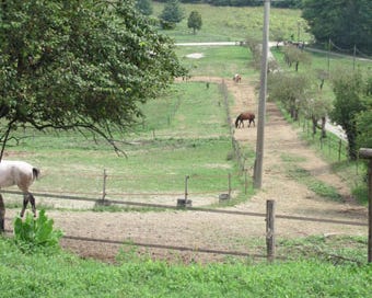 Curious Equestrian | Theresa | Substack