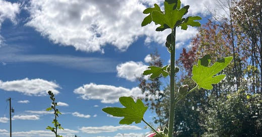 House of Green | Alexandra Fasulo | Substack