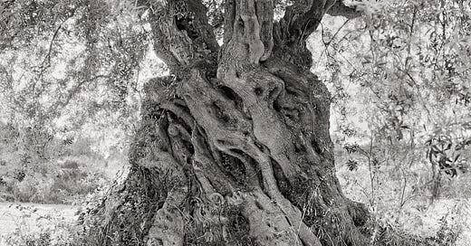 Julia R’s Substack | Julia Regine Cincinatis | Substack