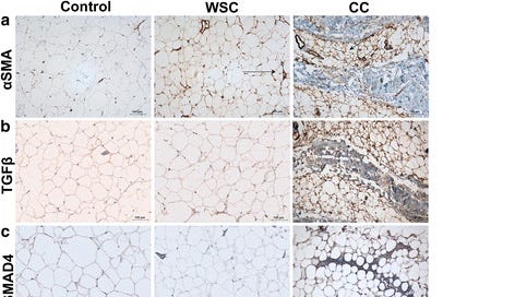 WMC Research | Walter M Chesnut | Substack