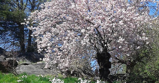 Everyday Heaven...Live Each Extraordinary Day | Cheryl Dalsanders | Substack