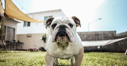 Penfriendship | Evanna Lynch | Substack