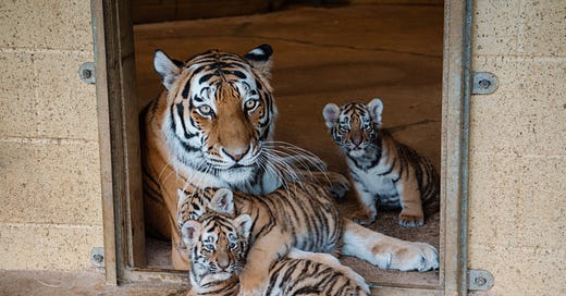 Inside Salisbury | Substack