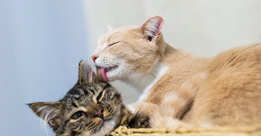 Hello. This Cat. | Substack