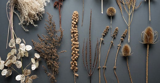 Wild Way: Gardening with Wildlife by Jack Wallington | Substack