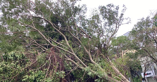 The1ight | Quang Nguyen | Substack