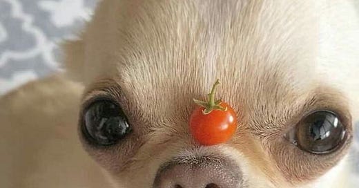 Soft Crafts by Ella Emhoff | Substack