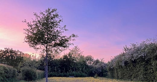 Common Farm Flowers by Georgie Newbery | Substack