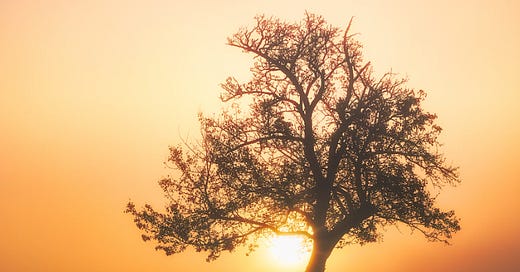 Honestly Human | Rick Lewis | Substack