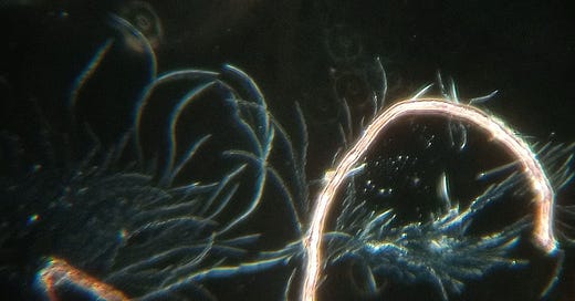 FM8’s Substack | Substack