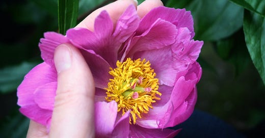 bimblings by Josie George | Substack