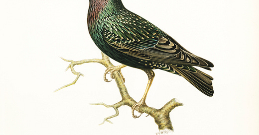 Rowan Newsletter | Ari Wagen | Substack