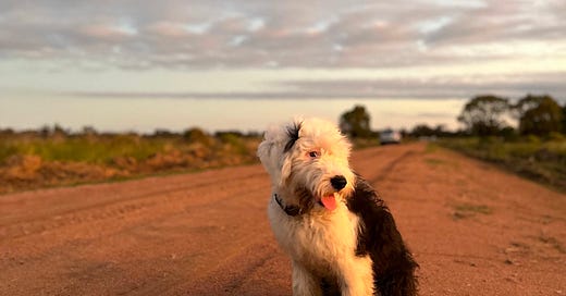 The Sit Spot | Maggie Mackellar | Substack
