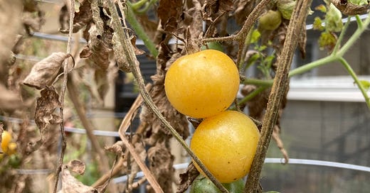 Tomato Confidential | Chicago Tomato Man | Substack