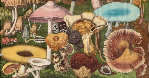 Lettre Recommandée | Lauren Collins | Substack