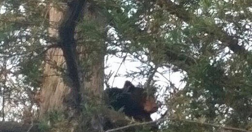 The Wary One | Bob Dunning | Substack