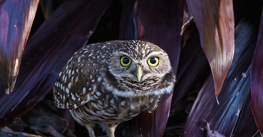 House of Green | Alexandra Fasulo | Substack