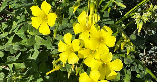 方舟子Shimin’s Substack | 方舟子Shimin Fang | Substack