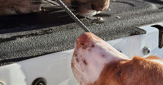 Field Chronicles | Rachelle Schrute | Substack