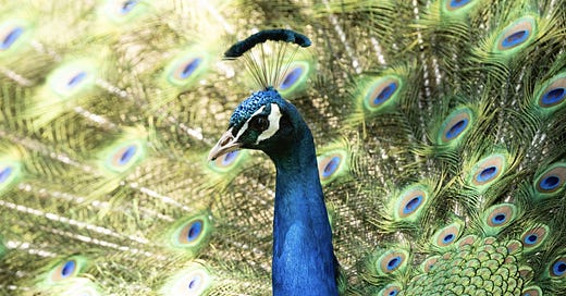 LampPost Victoria | Substack