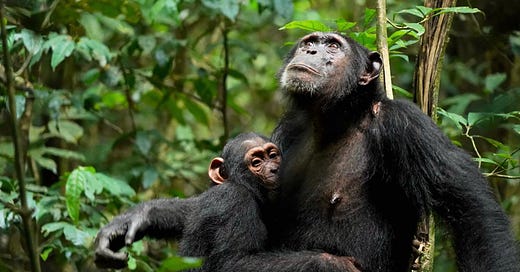 Primatology.net | Substack