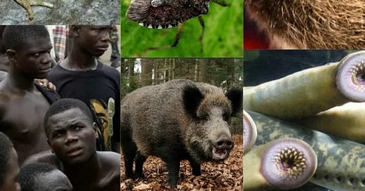 The Tactical Hermit | Substack