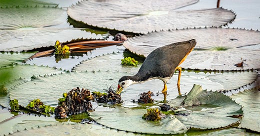 Body Organics Education- MoveMent | Body Organics - MoveMent | Substack