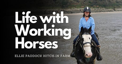 Curious Equestrian | Theresa | Substack