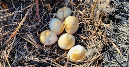 ESG Hound | Eric Roesch | Substack