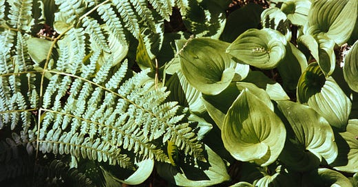 Human Stuff | Lisa Olivera | Substack