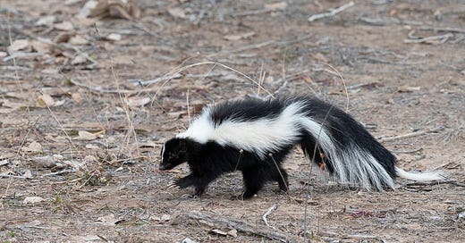 Creative Late Bloomers | Sue Kusch | Substack