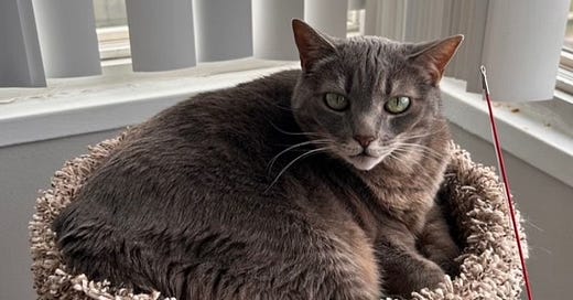 Saratonin | Sara Benincasa | Substack