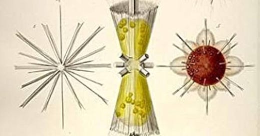 Rupert Sheldrake | Substack