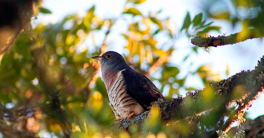 Shell’s Substack | Substack