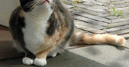 Hello. This Cat. | Substack