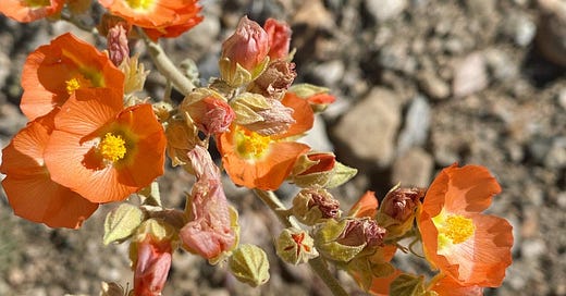 All Well | Amelia Greenhall | Substack