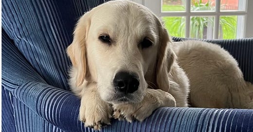 News Items | John Ellis | Substack