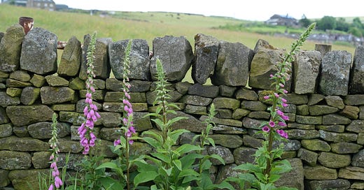 Wild Way: Gardening with Wildlife by Jack Wallington | Substack