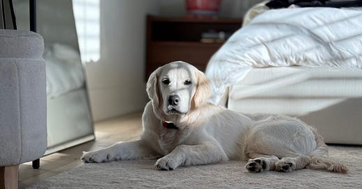 The Nicholberry Dispatch | Kerry Nichols | Substack